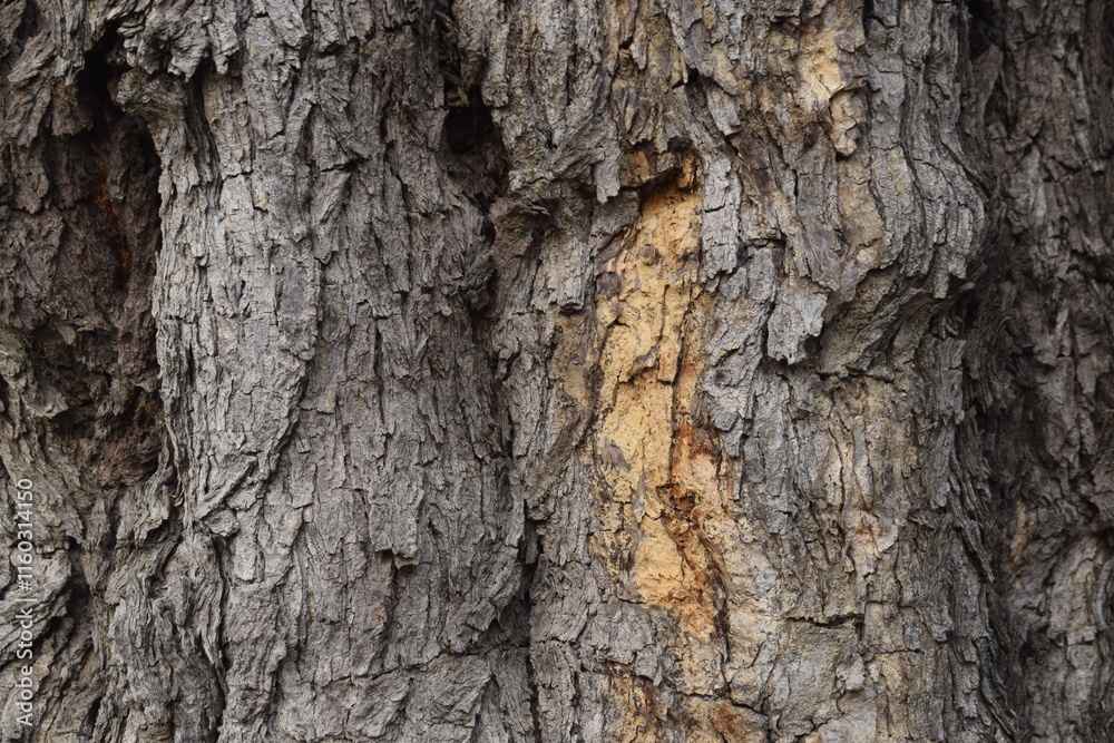 brown dry bark Dark and light brown tones, tree trunk , close up wood ...