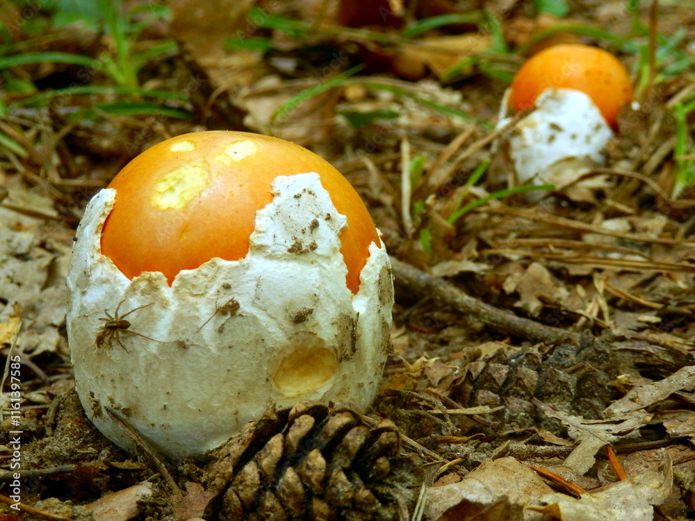 Close up of an Amanita Caesarea Mushroom, aka Caesars Mushroom coming ...