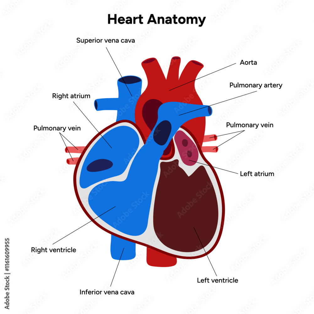 Human Heart Anatomy artery aorta capillary vein Stock Vector | Adobe Stock