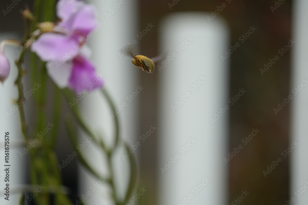 Foto Carpenter bees are large, robust bees belonging to the genus ...