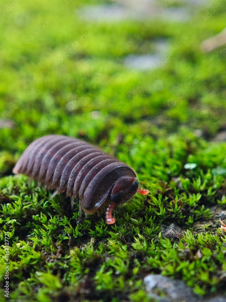 The pillbug, Armadillidium vulgare (Latreille), is an isopod, a type of ...