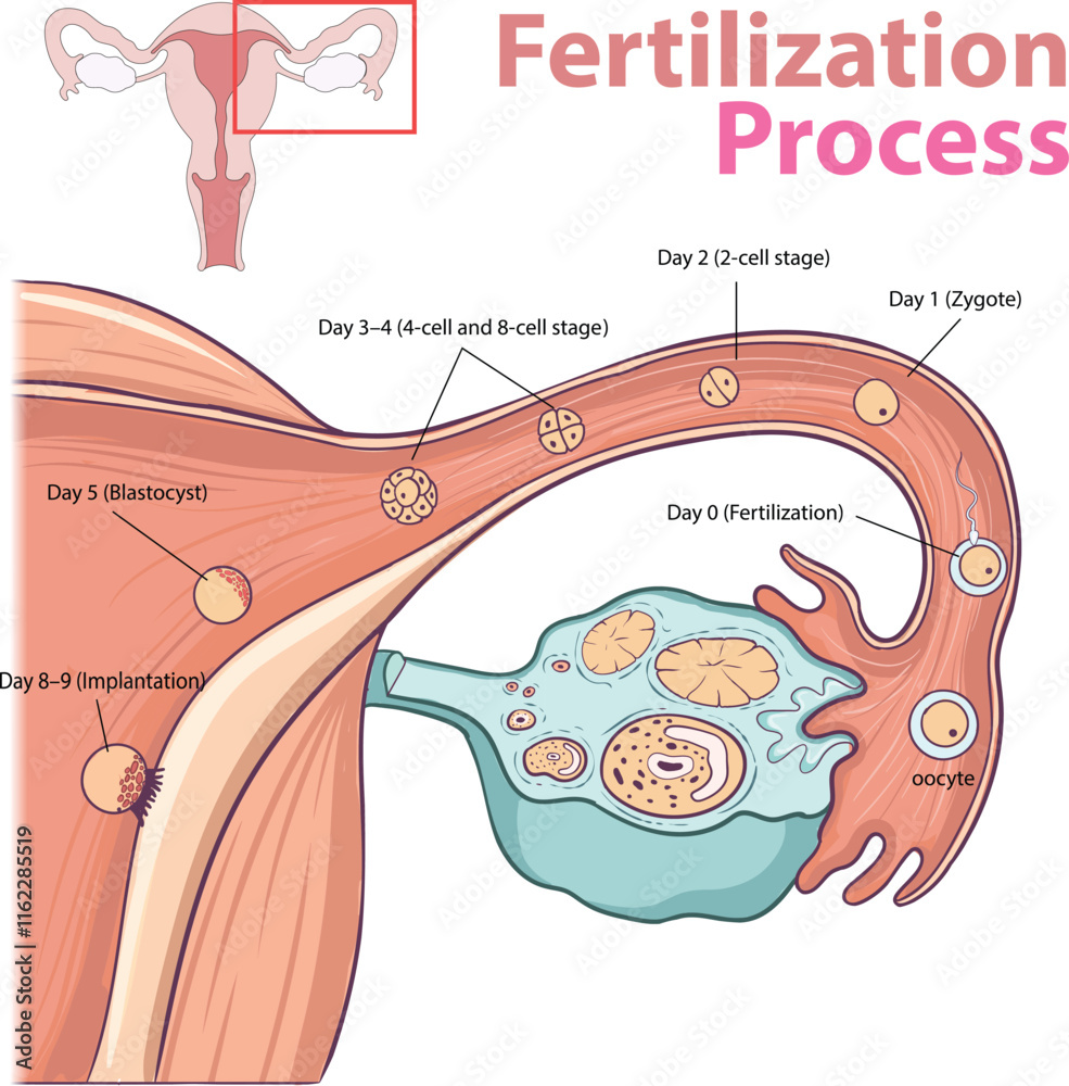 illustration of fertilization process diagram Stock Vector | Adobe Stock