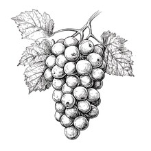 Vintage Illustration Of Grapes Free Stock Photo - Public Domain Pictures