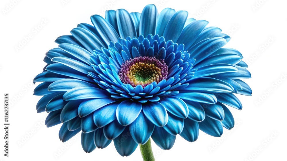 Lovely Blue Gerber Daisy Flower on Transparent Background for Creative ...