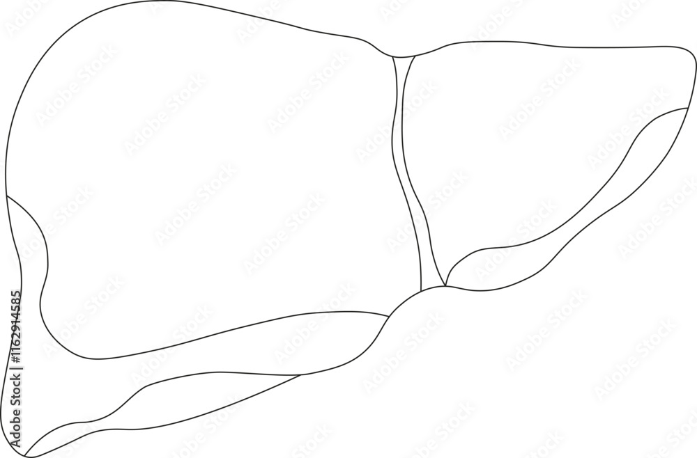 liver anatomy. Human liver for medicine. Black and white drawing ...