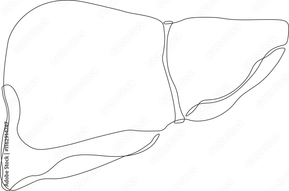 Liver anatomy. Continuous line. Human liver for medicine. Black and ...