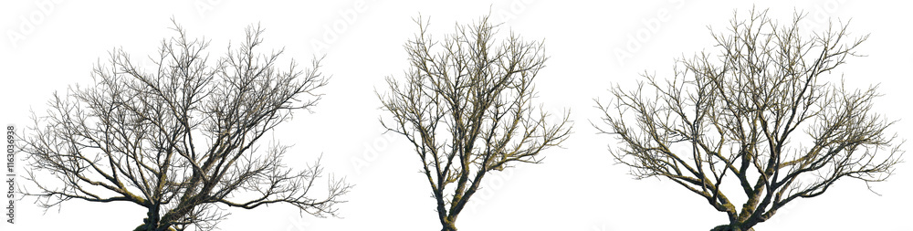 dry mossy leafless swamp populus tree frontal set isolated png on a ...