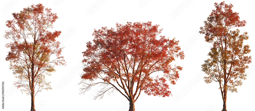 Acer griseum frontal autumn trees\bush maple isolated png on a ...