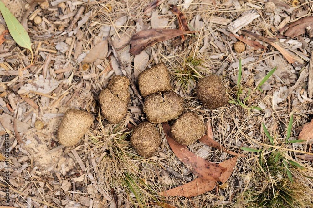 Scat (poop) of Southern Hairy-nosed Wombat (Lasiorhinus latifrons ...