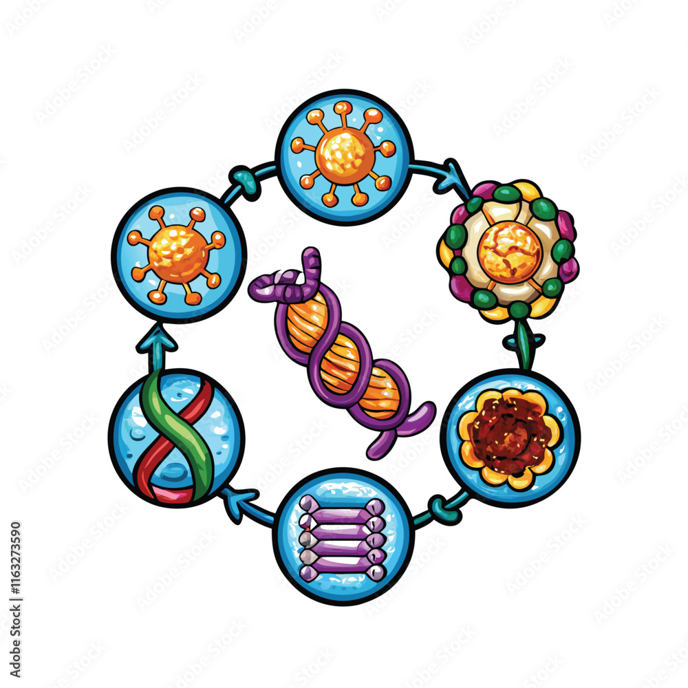 Illustrate the complete process of eukaryotic protein synthesis ...