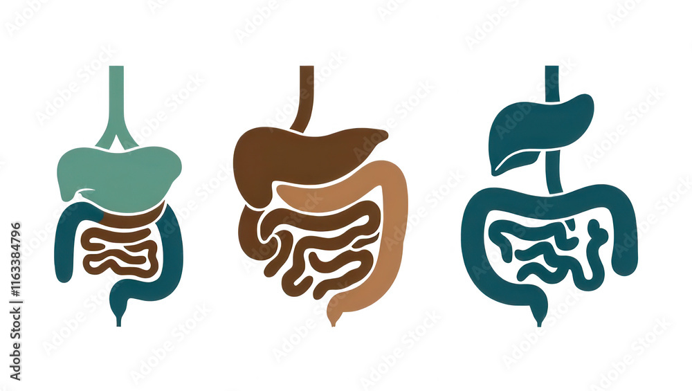 Digestive system illustration human anatomy graphic design educational ...
