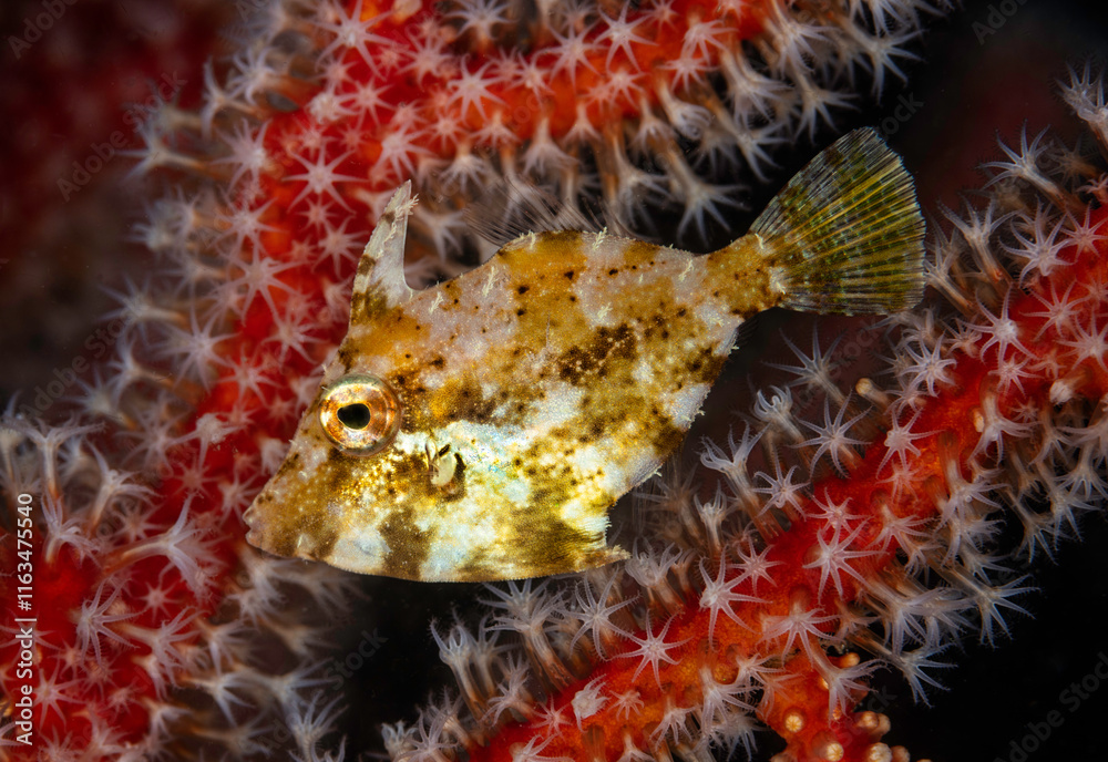 Eye level with a Seagrass Filefish (Acreichthys tomentosus). Behind is ...