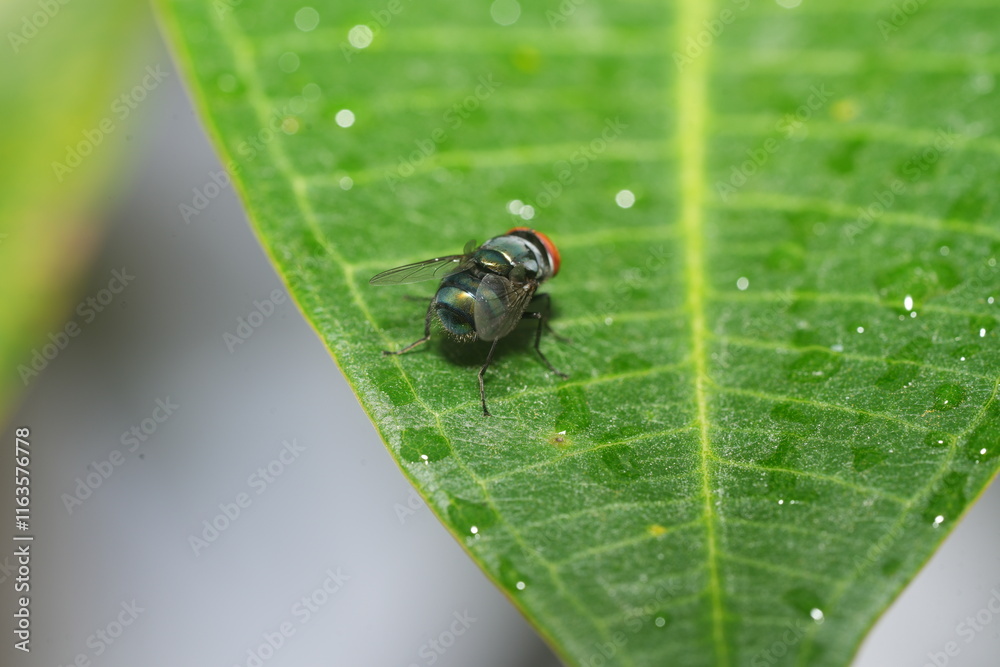 Foto The House Fly (Musca domestica) is one of the most common and ...