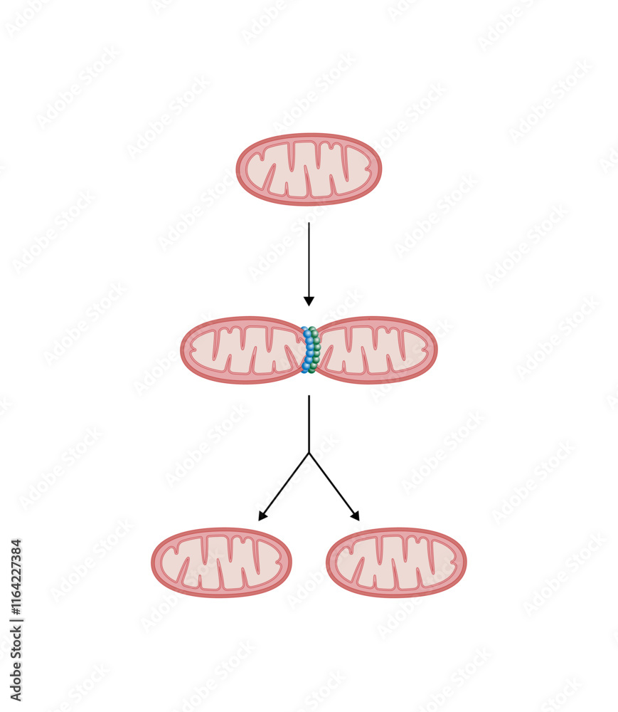 Mitochondrial fission, mitochondrion divides into two mitochondria ...