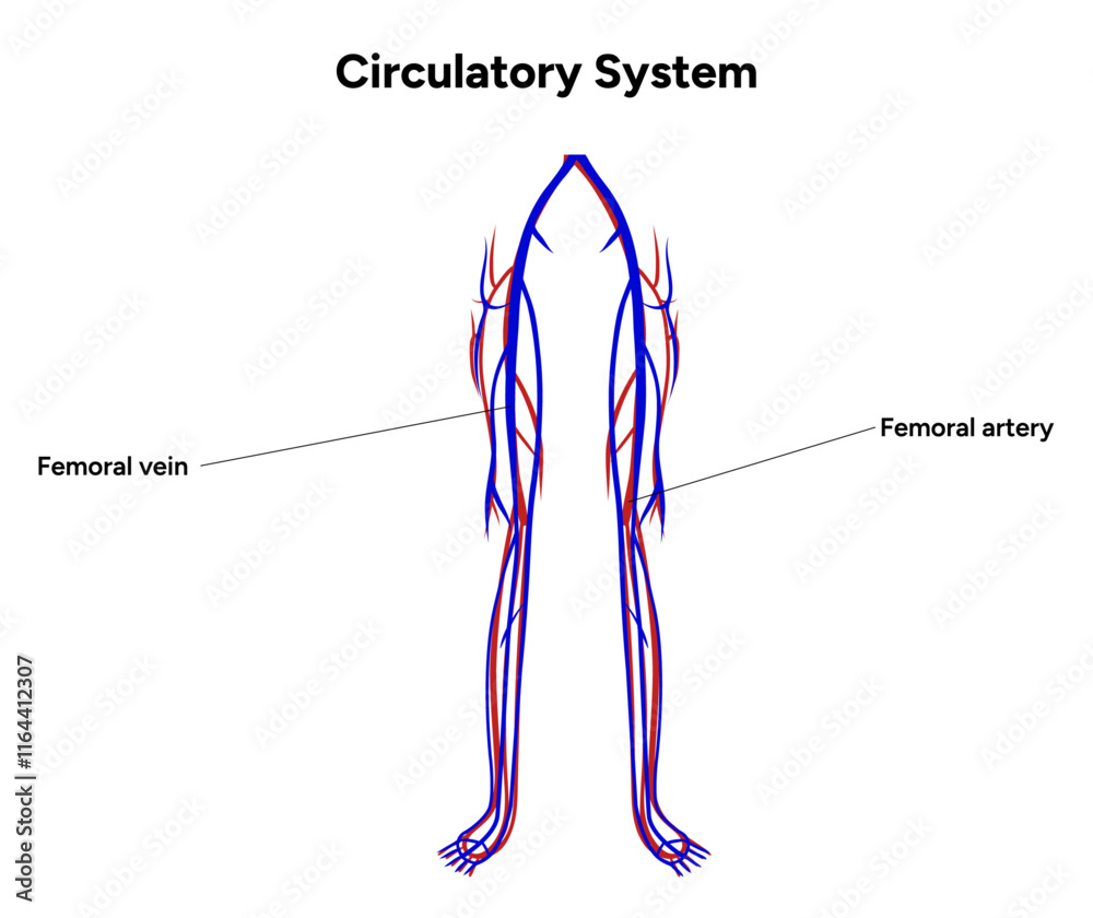 Circulatory human system legs body medical diagram anatomy Stock Vector ...