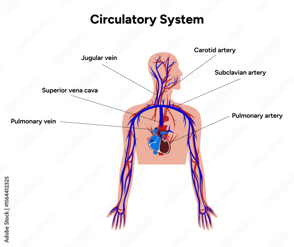 Circulatory human system upper body medical diagram anatomy Stock ...
