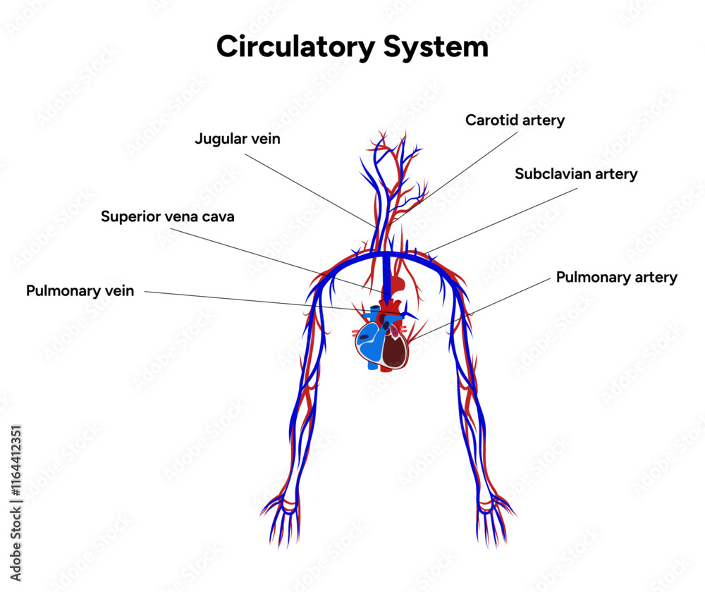 Circulatory human system upper body medical diagram anatomy Stock ...
