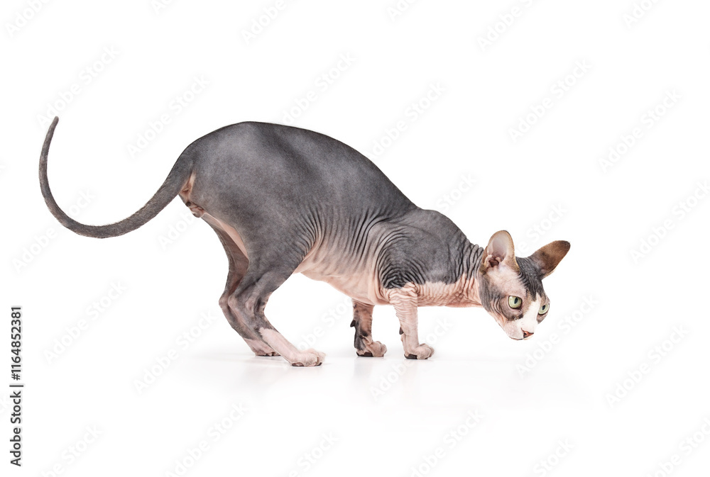 Curious Sphynx cat standing sideways looking at something. Full body of ...