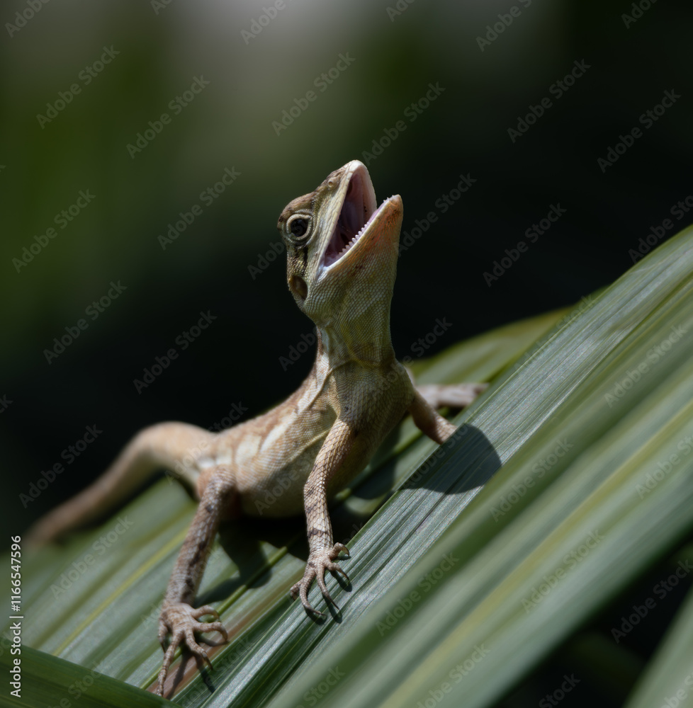 Gilbert's Dragon soaks up the tropical sun in Darwin, Northern ...