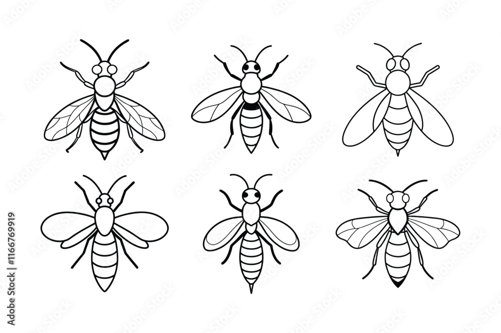 Gall Wasp (Cynipidae) insect design, labeled line art vector ...