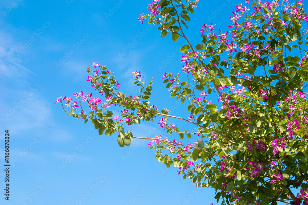Purple Bauhinia flower blooming on blue sky background (Bauhinia ...