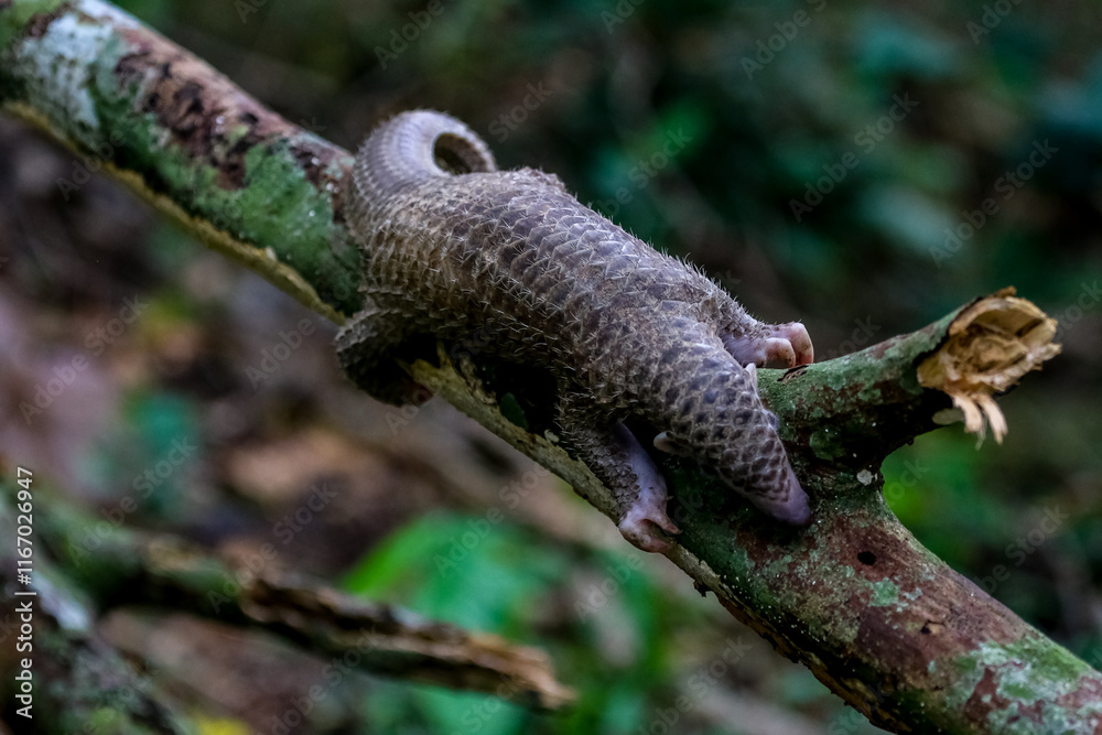pangolin baby climbing the tree. The species is also known as the white ...