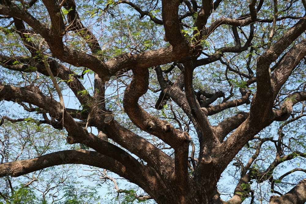The sprawling branches of the Giant Monkey Pod Tree form a captivating ...