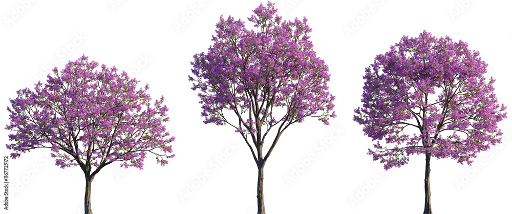 Handroanthus impetiginosus (pink ipe, pink lapacho or pink trumpet tree ...