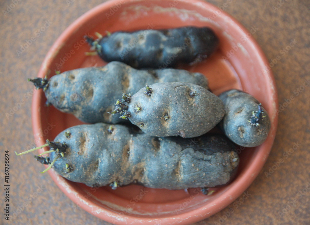 Growing of violet potato, stems of heirloom potato, Solanum tuberosum ...
