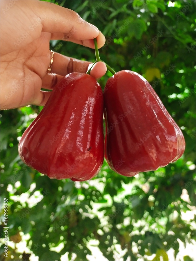 Hand holding two shiny red water guava. Sweet guava and refreshing ...