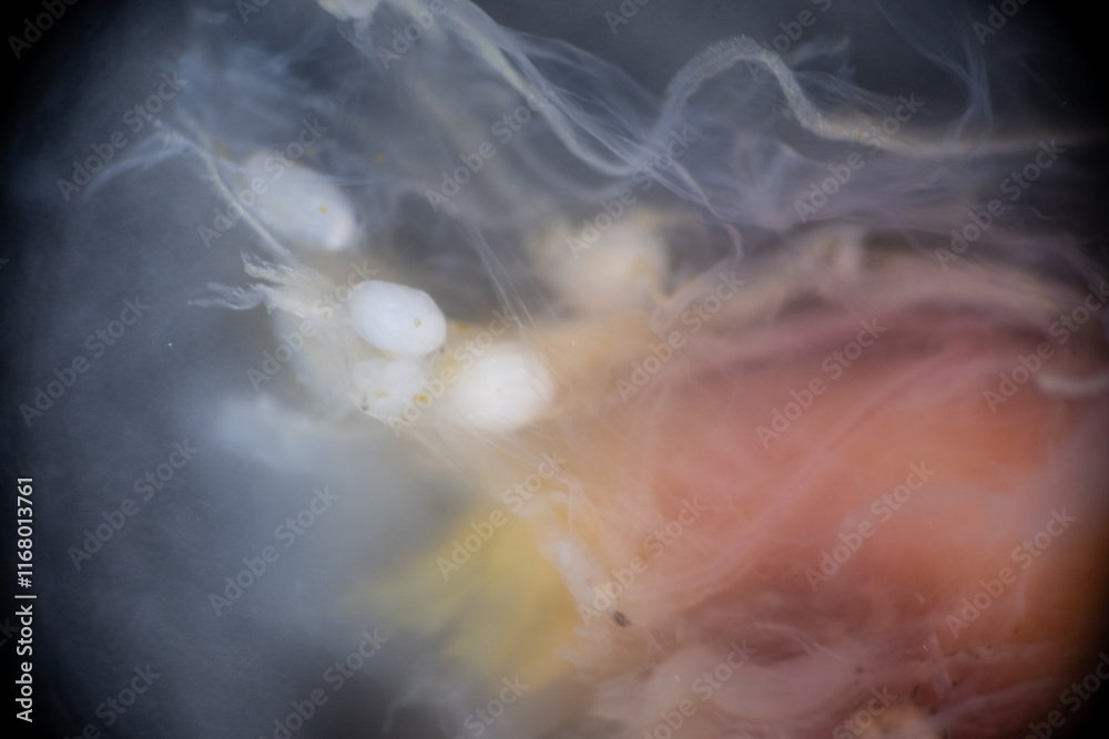 Cyctacanth stage (Acanthocephala) fish cestode larva (Trianchoratus sp ...