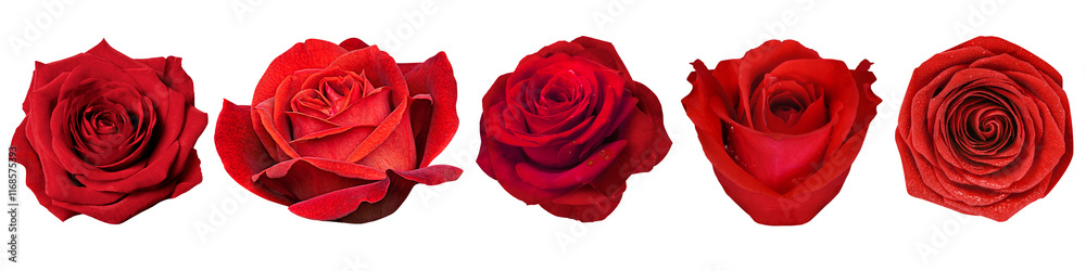 PNG Valentine's red rose, element set on transparent background Stock ...
