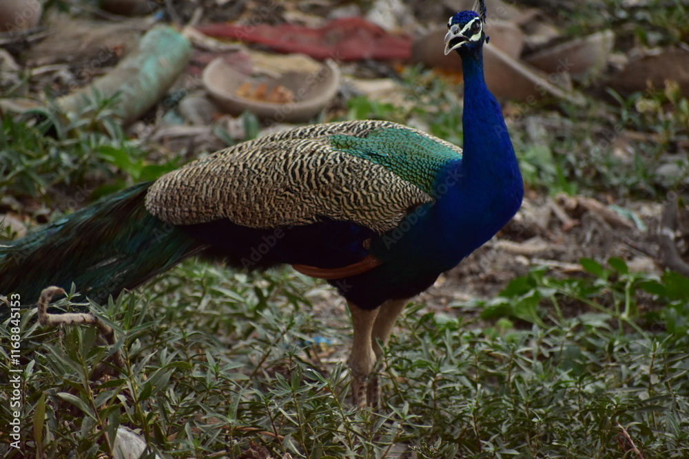 Peafowl is a common name for two bird species of the genus Pavo and one ...