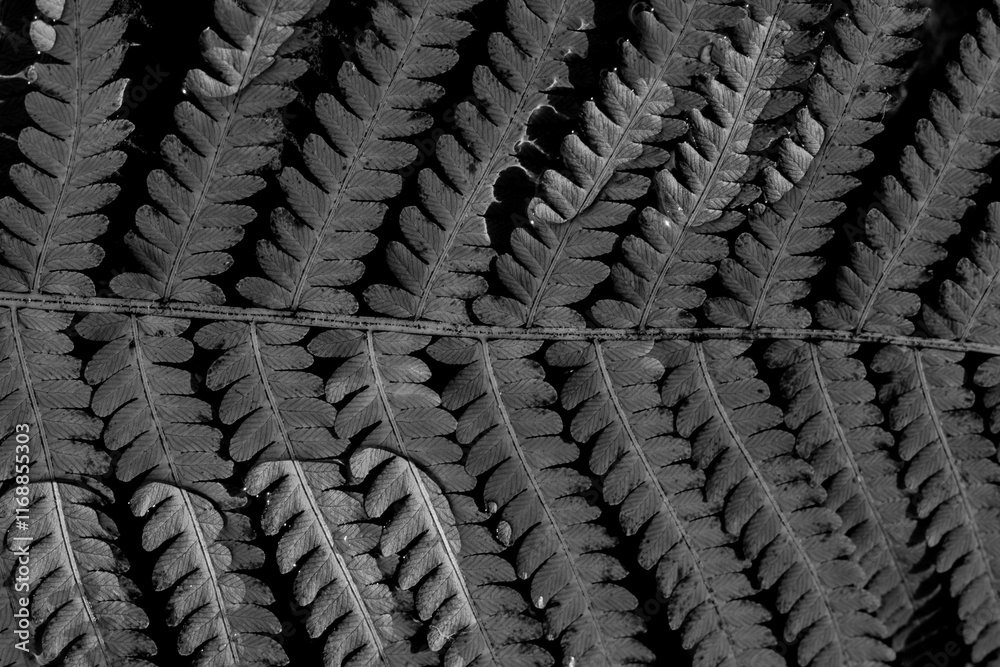 black and white fern leaf macro close up background high quality big ...