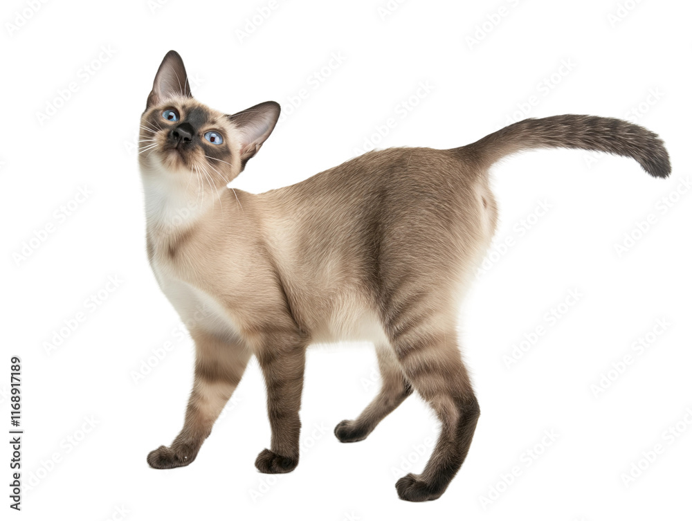 Standing side view Siamese cat isolated on white or transparent ...