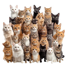 7 Cats In Various Colours Free Stock Photo - Public Domain Pictures