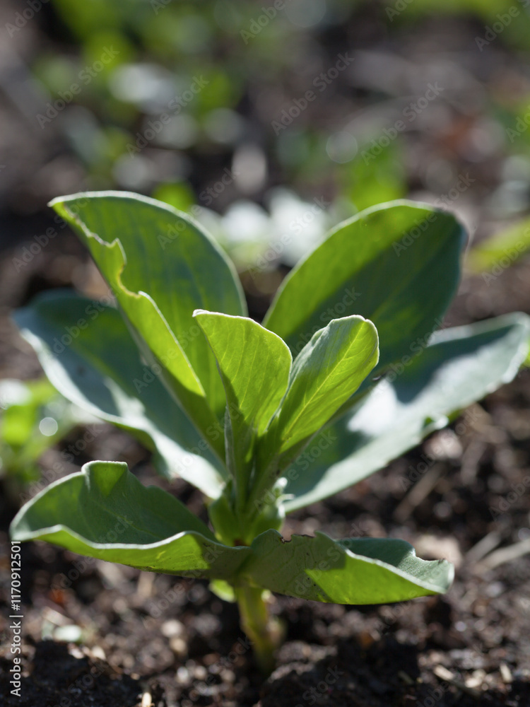 Young plant seedlings of broad bean - Vicia faba - legume vegetable ...