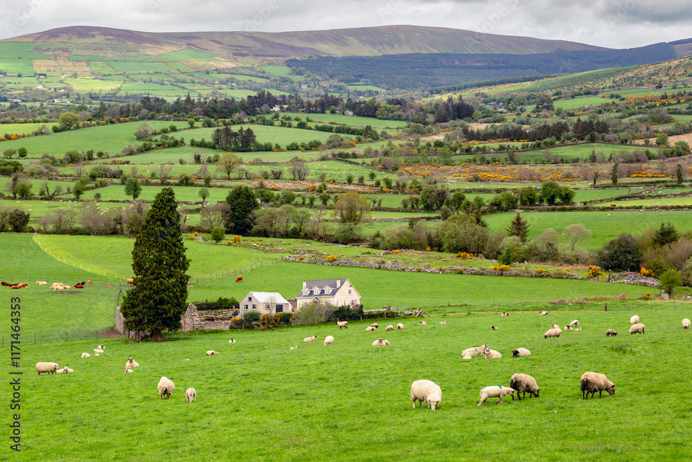 Picturesque scene of Irish pastures and hills, with grazing sheep ...