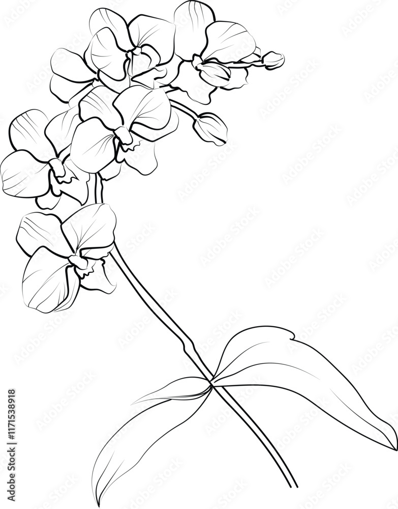 Orchid flowers botanical illustration, Orcid vector art, Orcid line ...