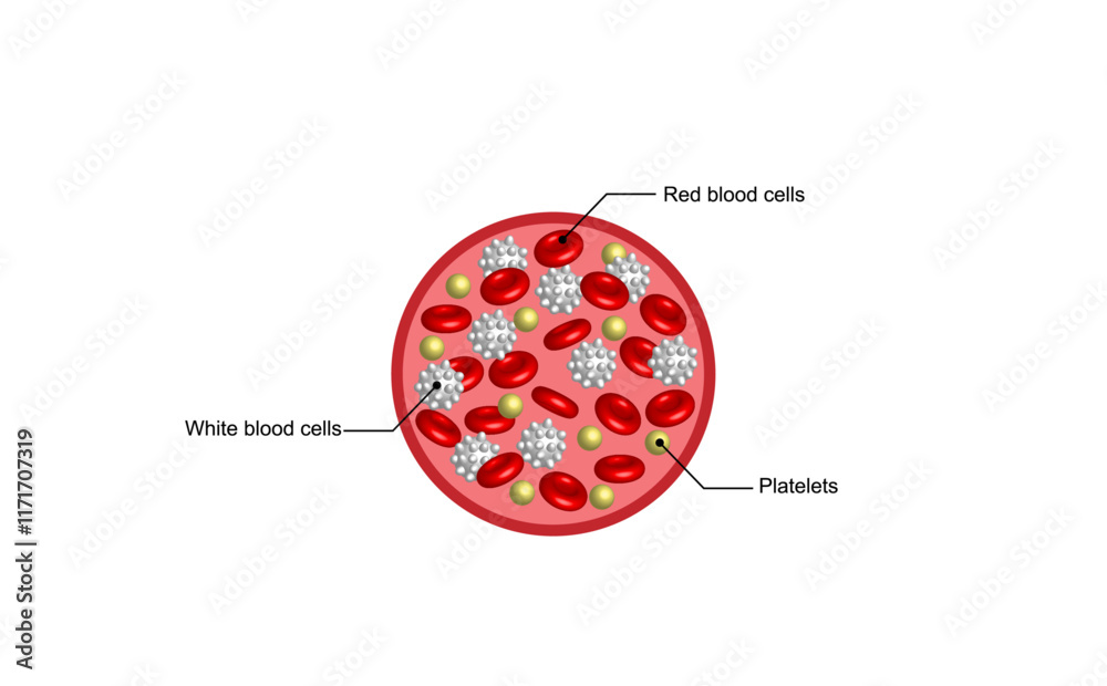 Stock-Vektorgrafik „Blood Composition. Platelets, red blood ...