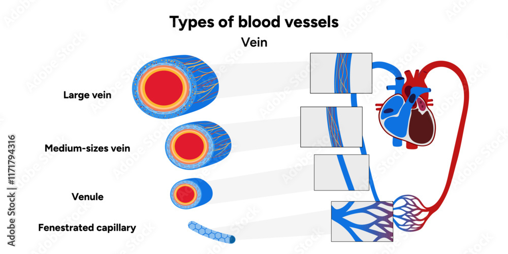 Types of blood vessels circulate blood throughout body. Oxygen to vital ...