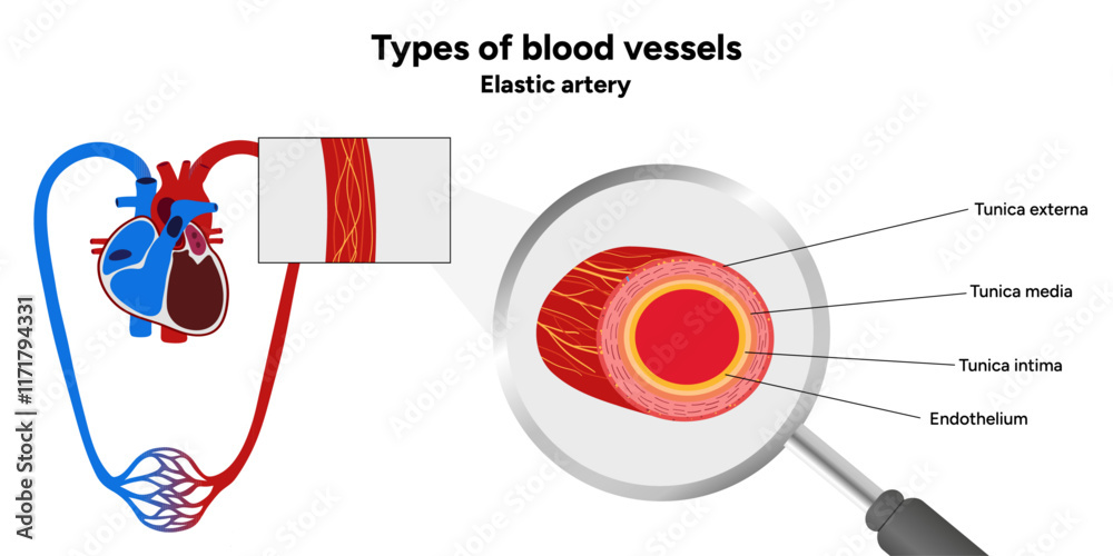 Types of blood vessels circulate blood throughout body. Oxygen to vital ...