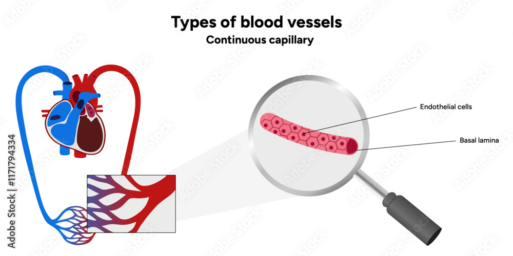 Types of blood vessels circulate blood throughout body. Oxygen to vital ...