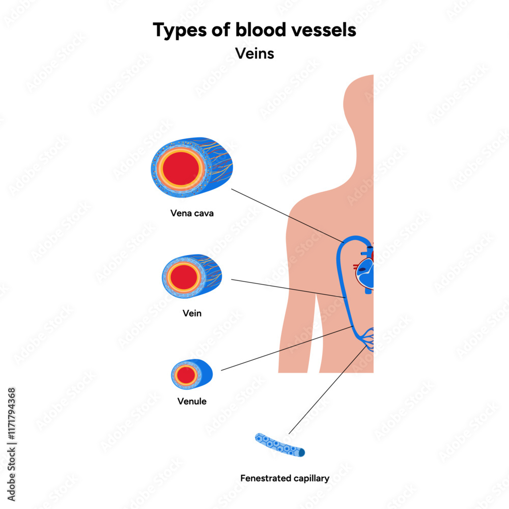 Types of blood vessels circulate blood throughout body. Oxygen to vital ...