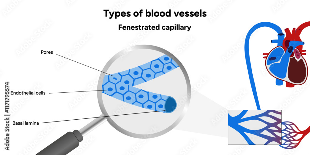 Types of blood vessels circulate blood throughout body. Oxygen to vital ...