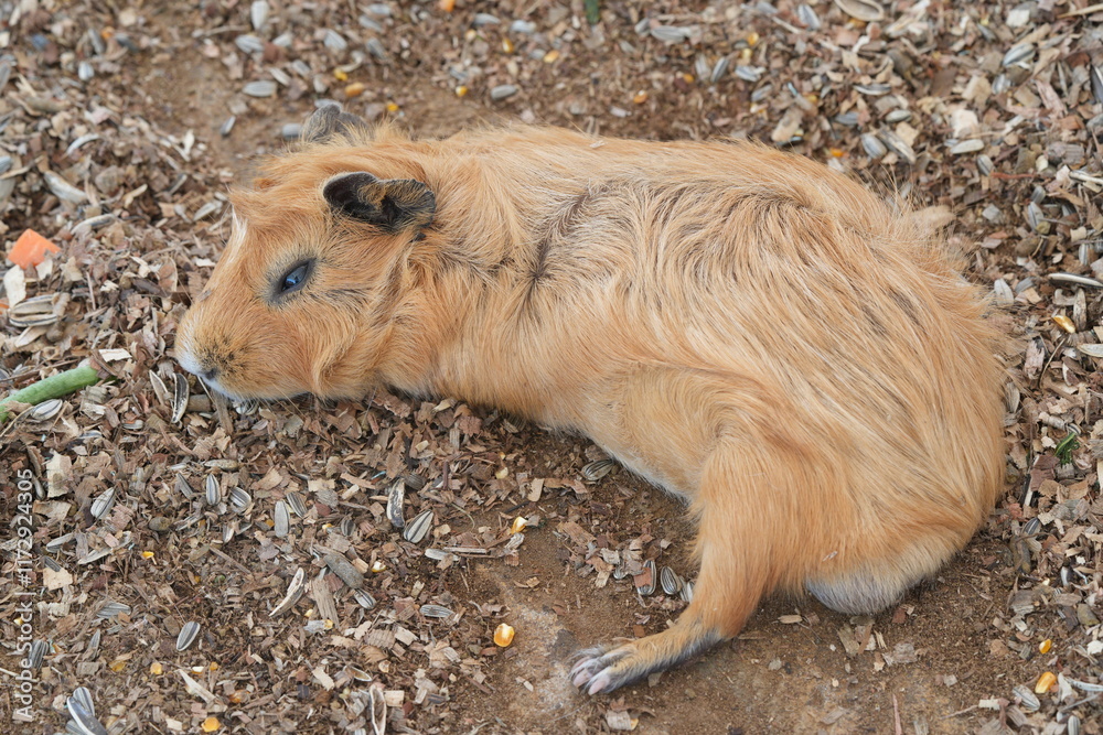 The guinea pig (Cavia porcellus), also known as a cavy, is a small ...