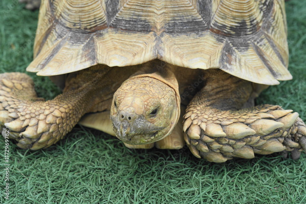 The African Spurred Tortoise (Centrochelys sulcata), also known as the ...