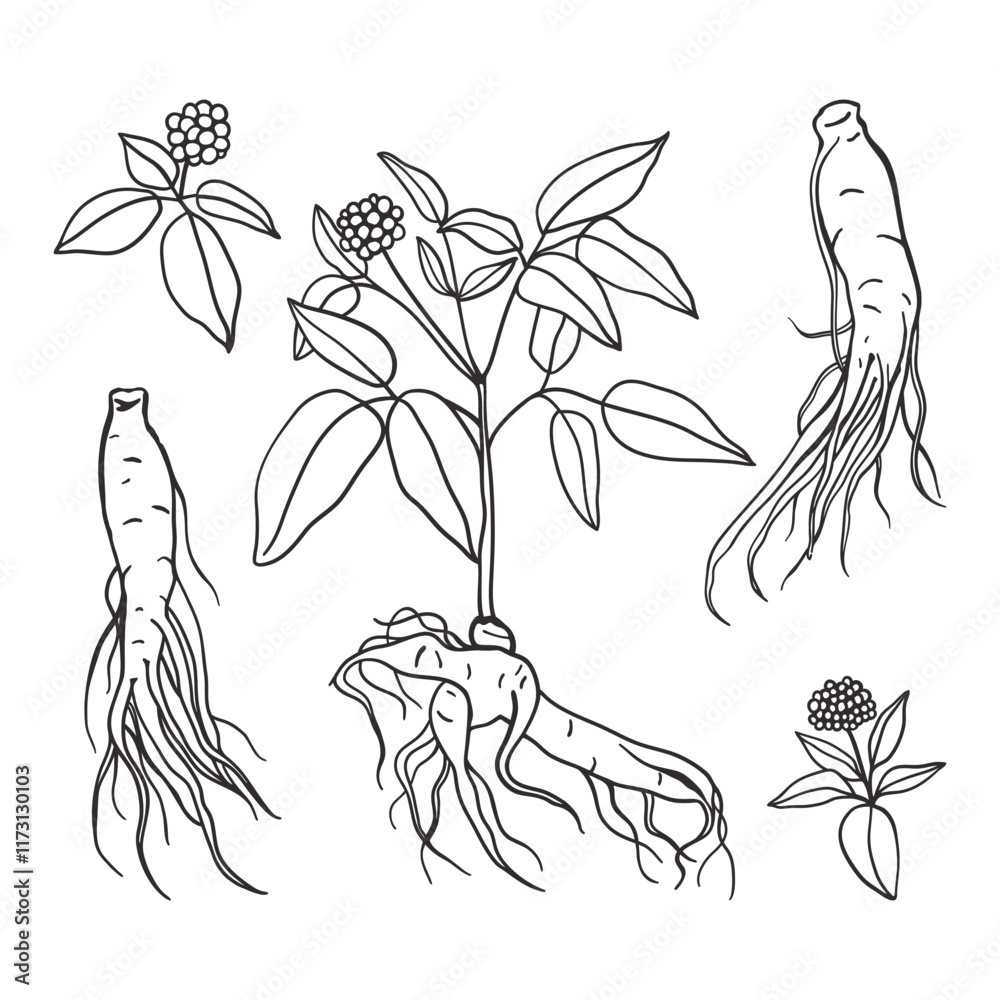 Ginseng root vector outline illustration. Hand drawn graphic clipart ...