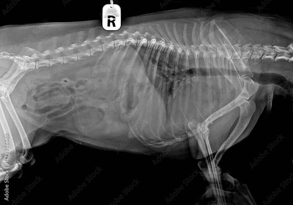 X-ray examination of a dog with oncology. Large cell lymphoma. Stock ...