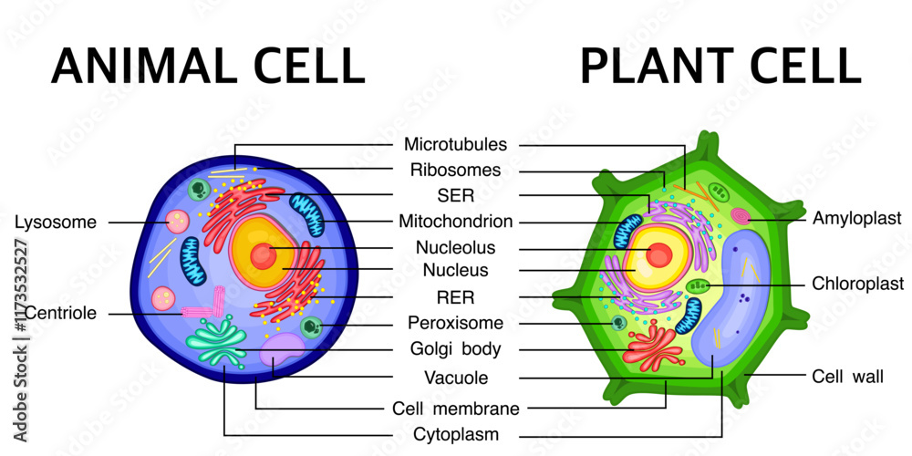 Comparison between structure of Animal cell with Plant cell vector ...